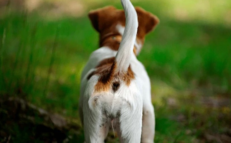 ¿Qué significan los distintos movimientos de cola de un perro? - CABROWORLD